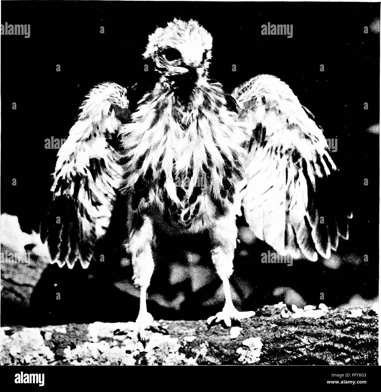 Angry birds red Black and White Stock Photos & Images - Alamy