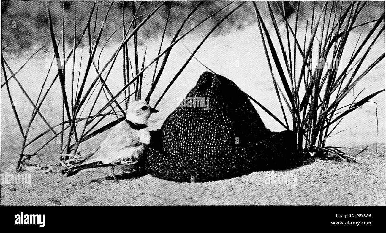 This article focuses on the behavior of a piping plover and its young ...