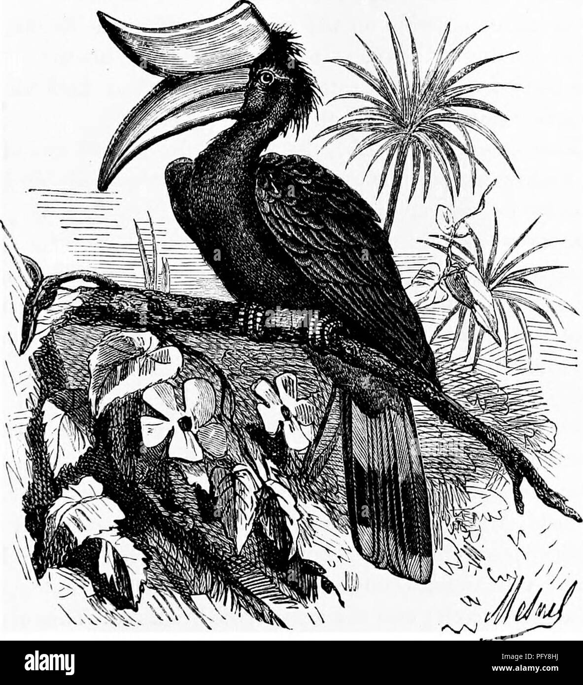 Flightless bird anatomy Black and White Stock Photos & Images - Alamy