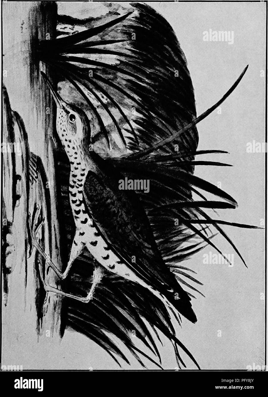 American shorebird Black and White Stock Photos & Images - Alamy