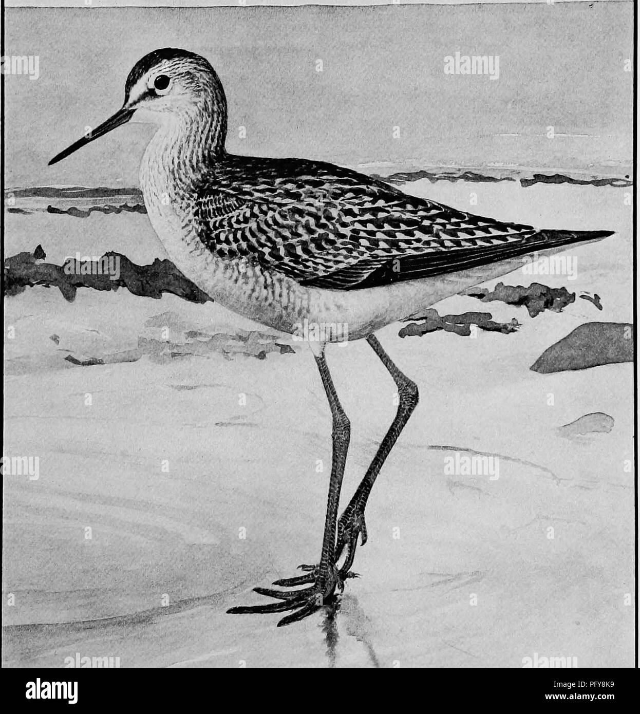 This study examines the distribution and migratory patterns of North ...