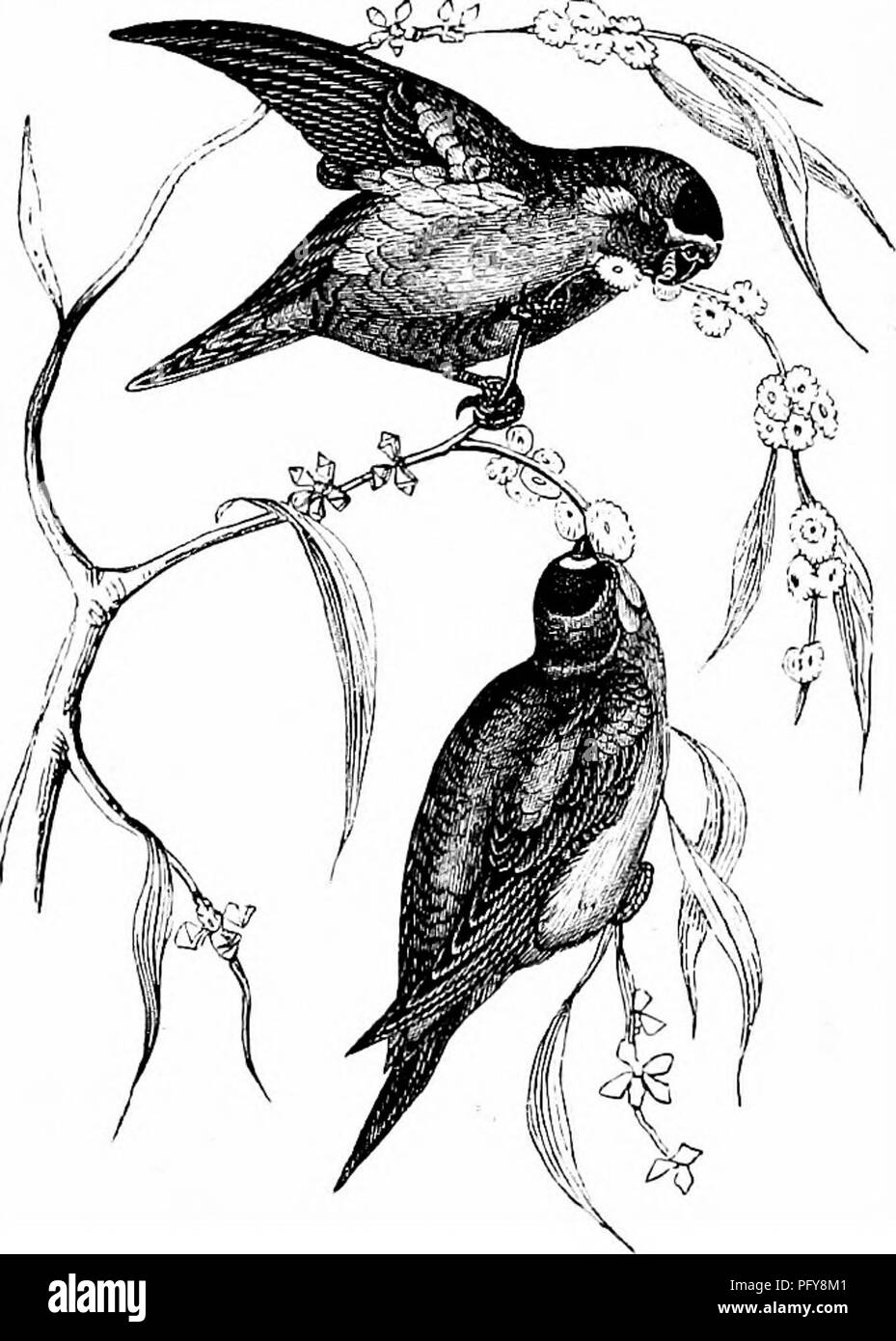 This popular account provides an overview of reptile and bird orders, including the distinctive ...