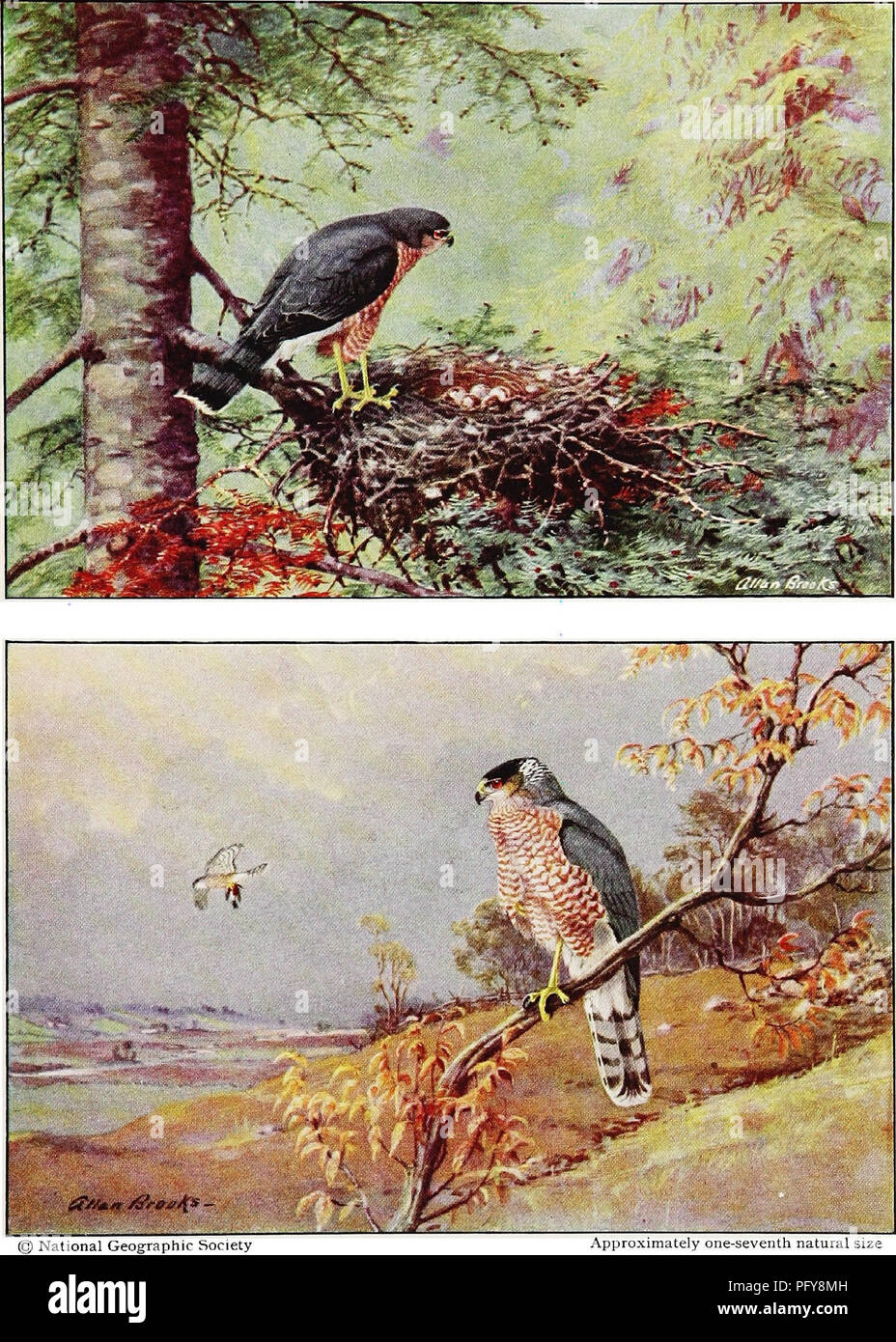 Female coopers hawk hi-res stock photography and images - Alamy