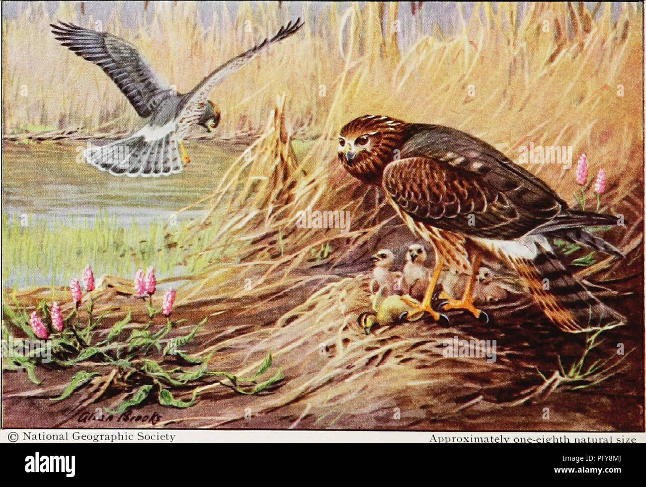 This article from National Geographic highlights two species of birds ...