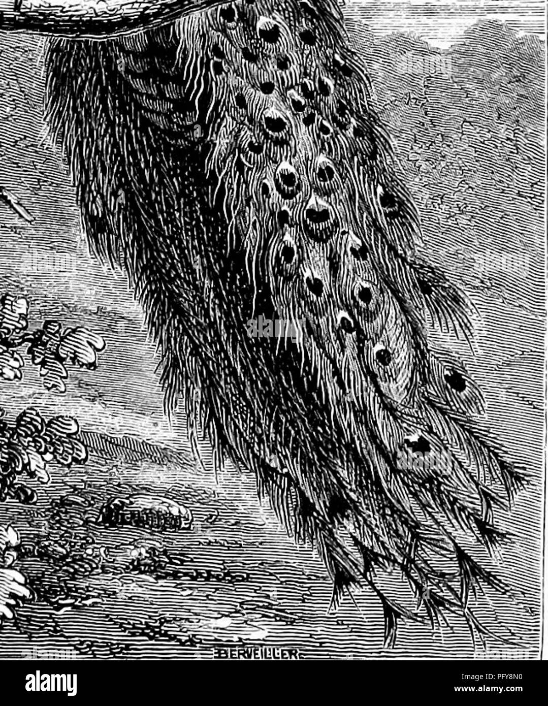 This work provides a popular account of various reptile and bird orders ...