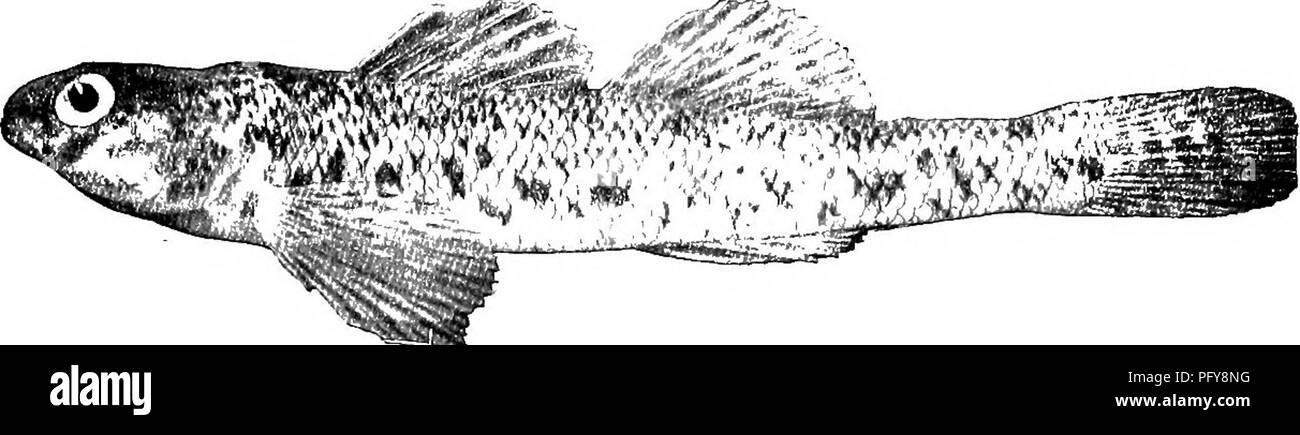 Spoonbill catfish hi-res stock photography and images - Alamy