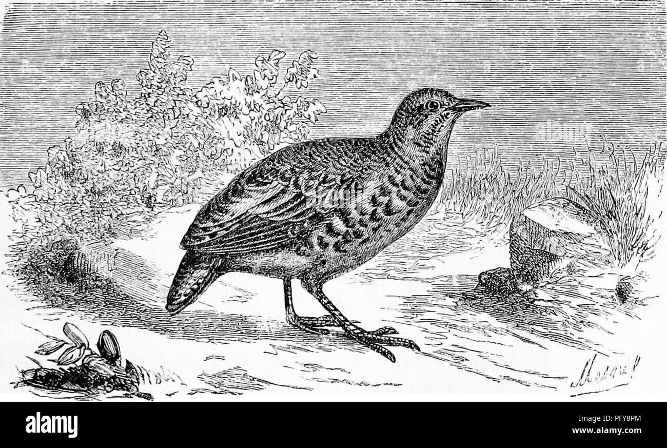 This book provides a popular account of reptiles and birds, describing ...