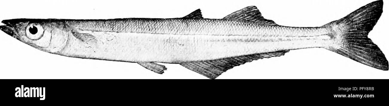 Viviparous Fish