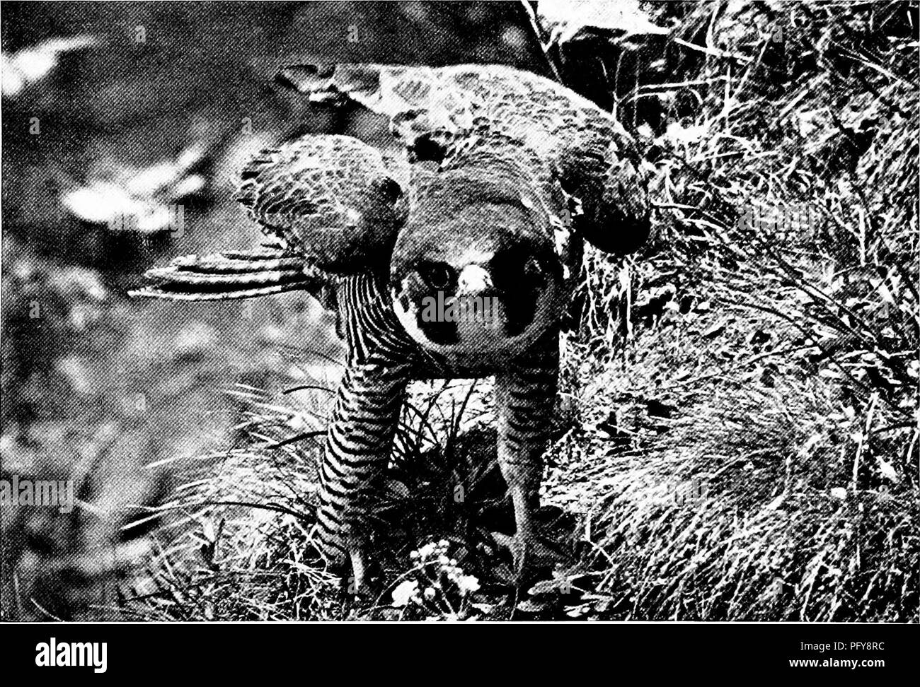 Hampshire hawks Black and White Stock Photos & Images - Alamy