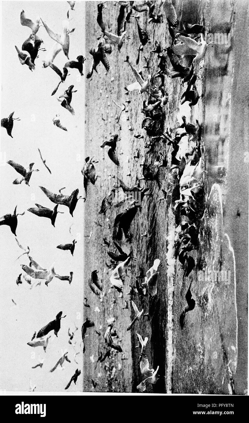 These articles from National Geographic Magazine focus on various bird ...