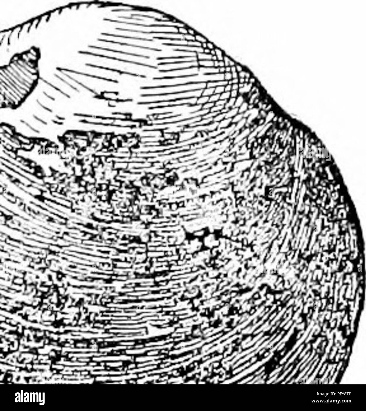 Swollen fig shell hi-res stock photography and images - Alamy