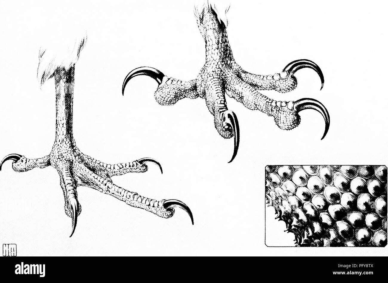 Forms of birds feet hi-res stock photography and images - Alamy