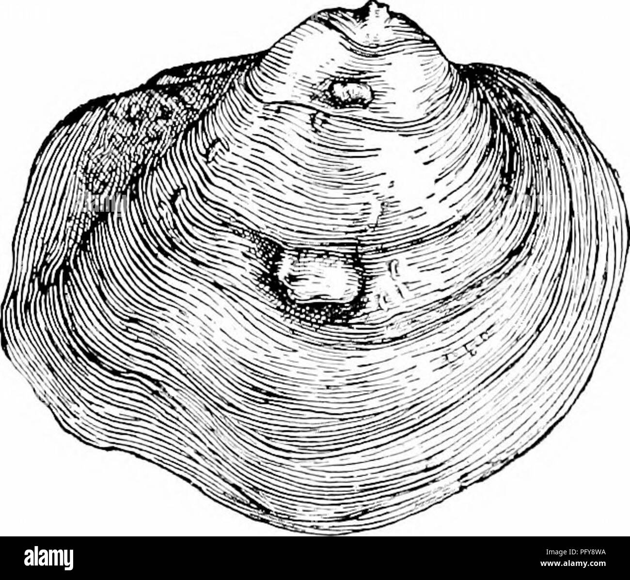 . Fresh-water biology. Freshwater biology. Fig. 1519. 158 (157) Hinge ...