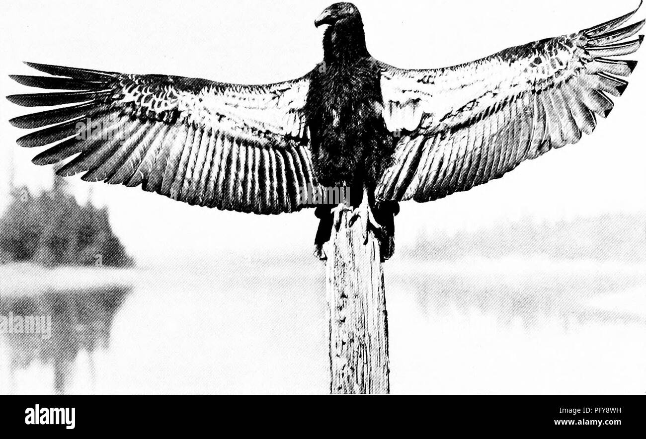 California condor and california Black and White Stock Photos & Images ...