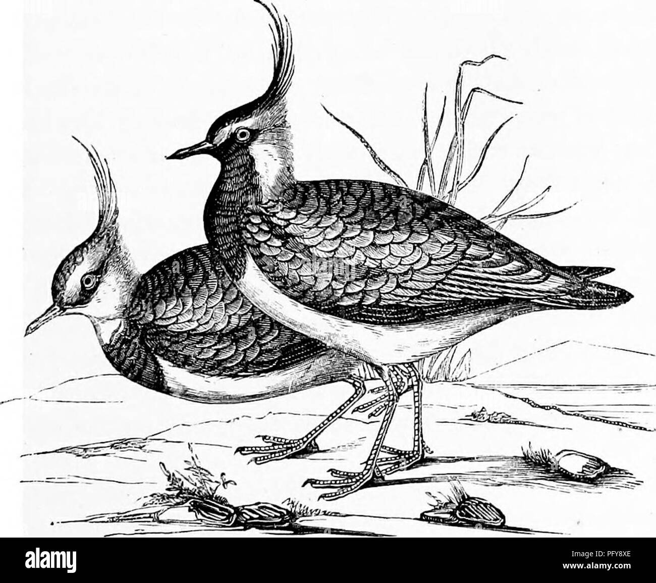 Simple hatching Black and White Stock Photos & Images - Alamy