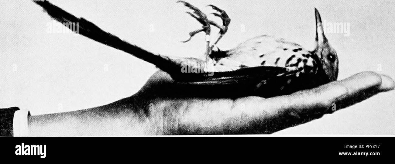 Were turned into birds Black and White Stock Photos & Images - Alamy