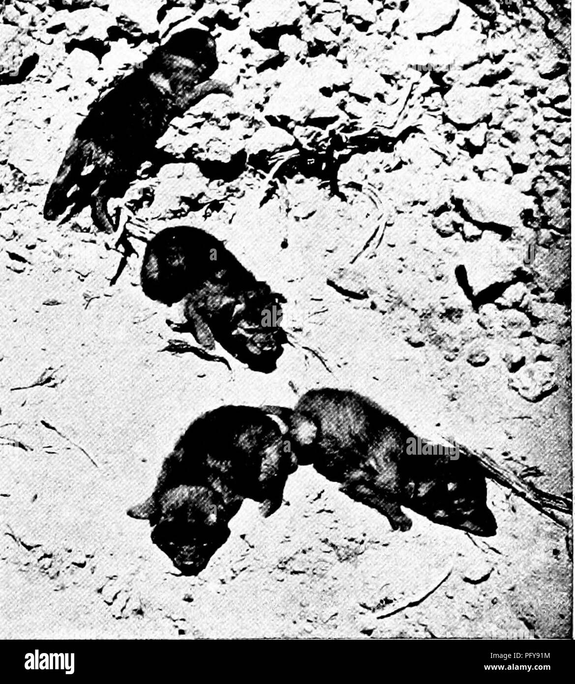 This National Geographic article features images of coyote pups in ...