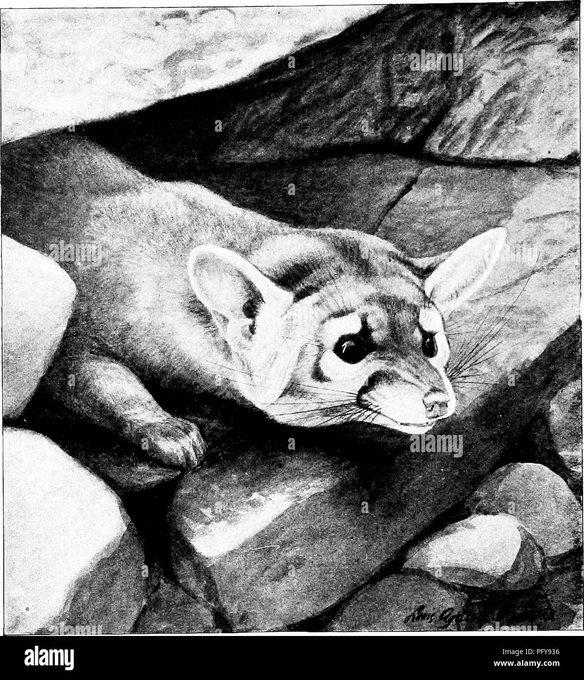 Articles from National Geographic magazine focusing on bird species ...