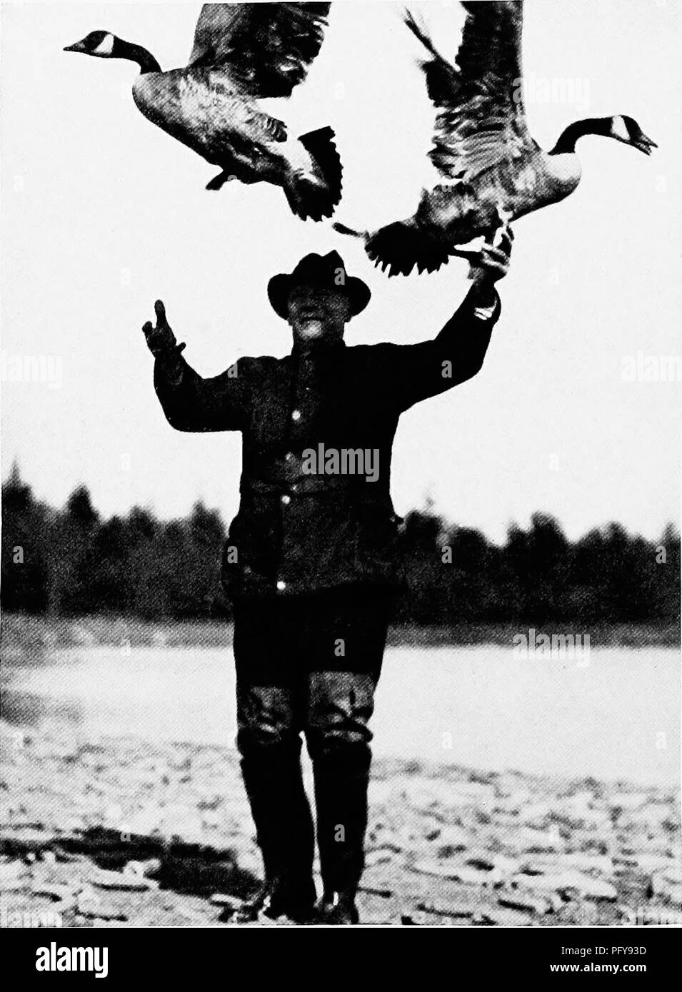 Raven swallows hi-res stock photography and images - Alamy