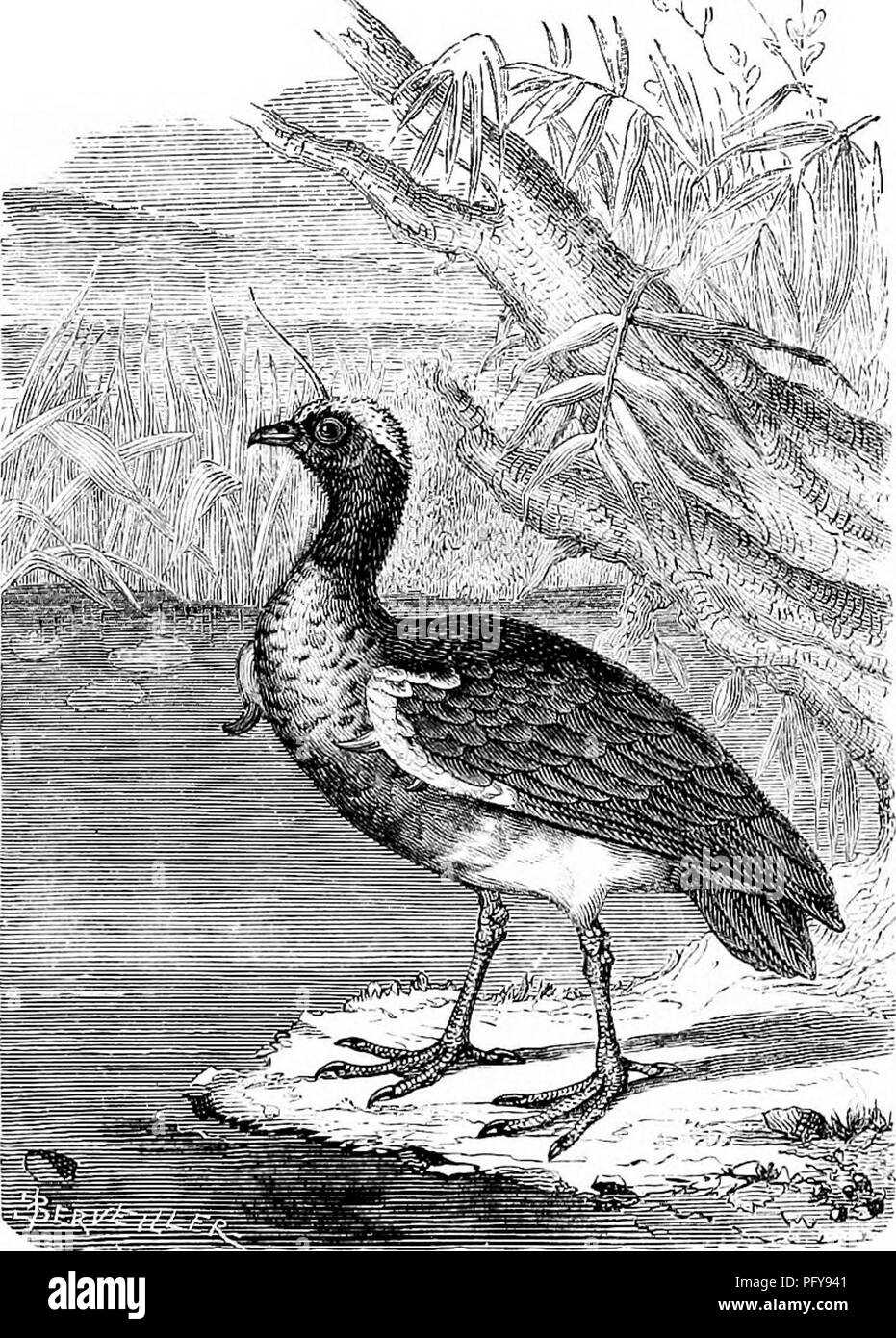 Common jacana hi-res stock photography and images - Alamy