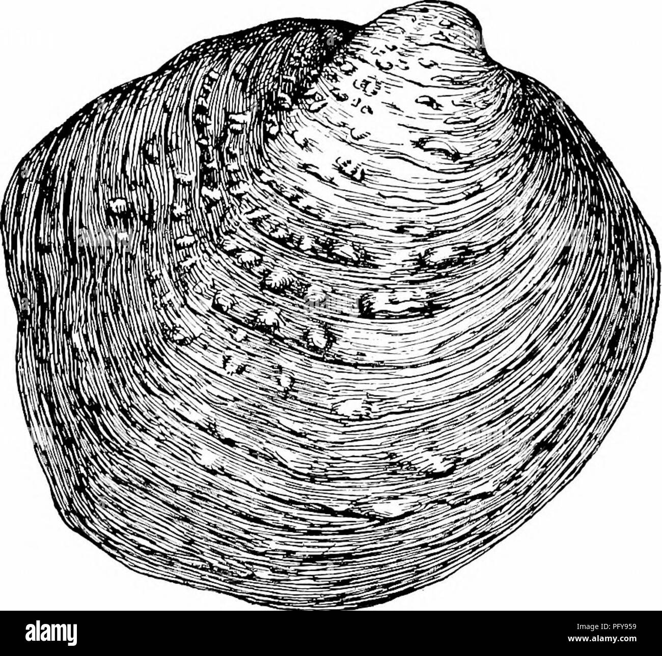 This freshwater biology study focuses on mollusks, particularly ...