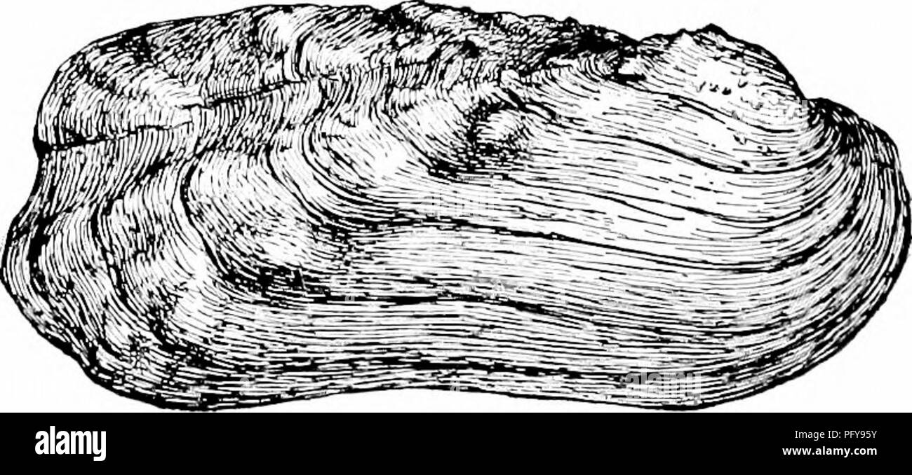 Elongated ridge hi-res stock photography and images - Alamy