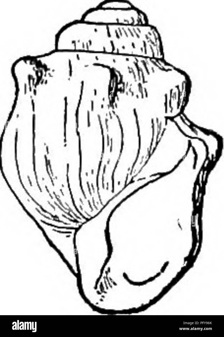 Globose shell hi-res stock photography and images - Alamy