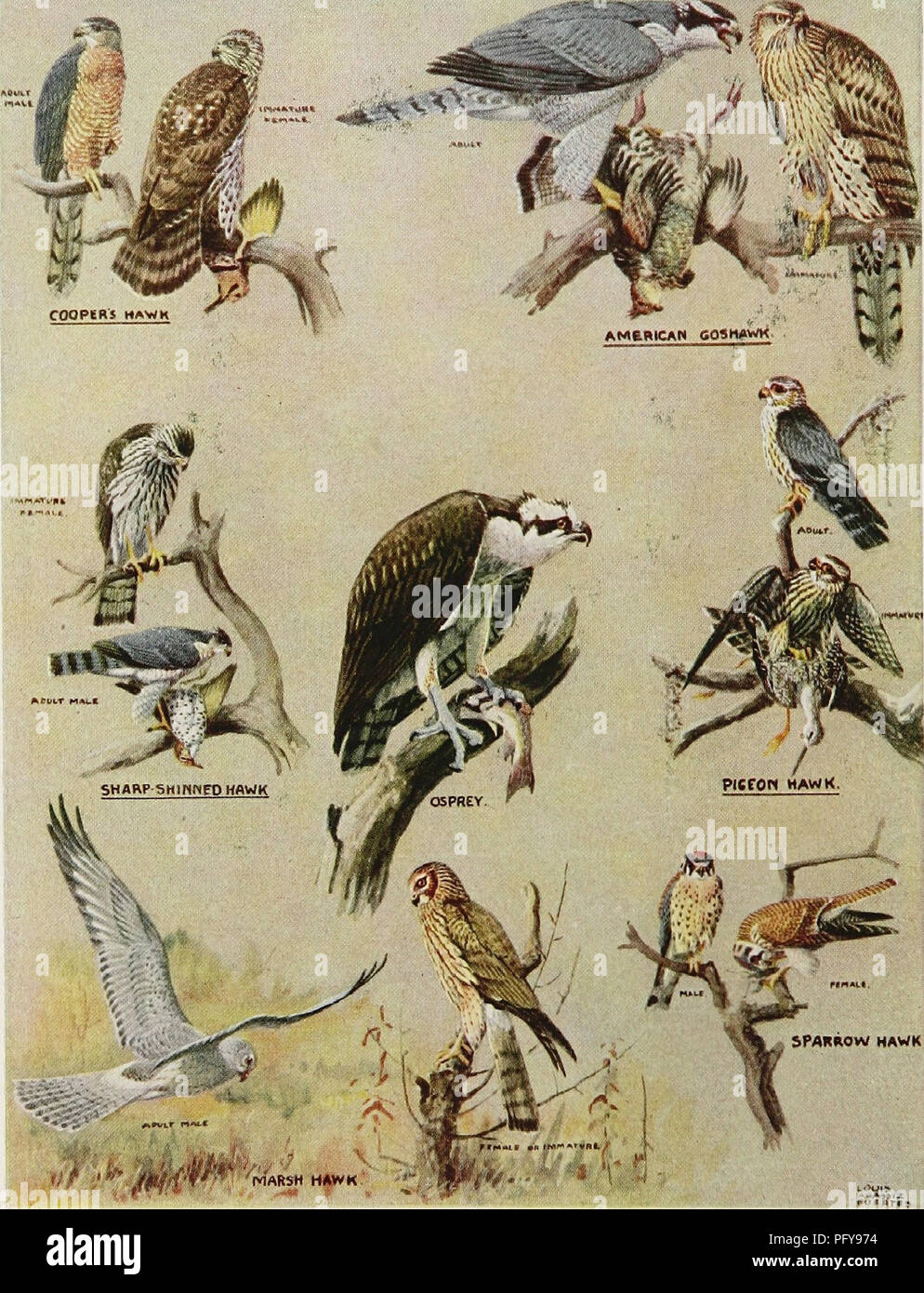 Birds Of Prey With Names