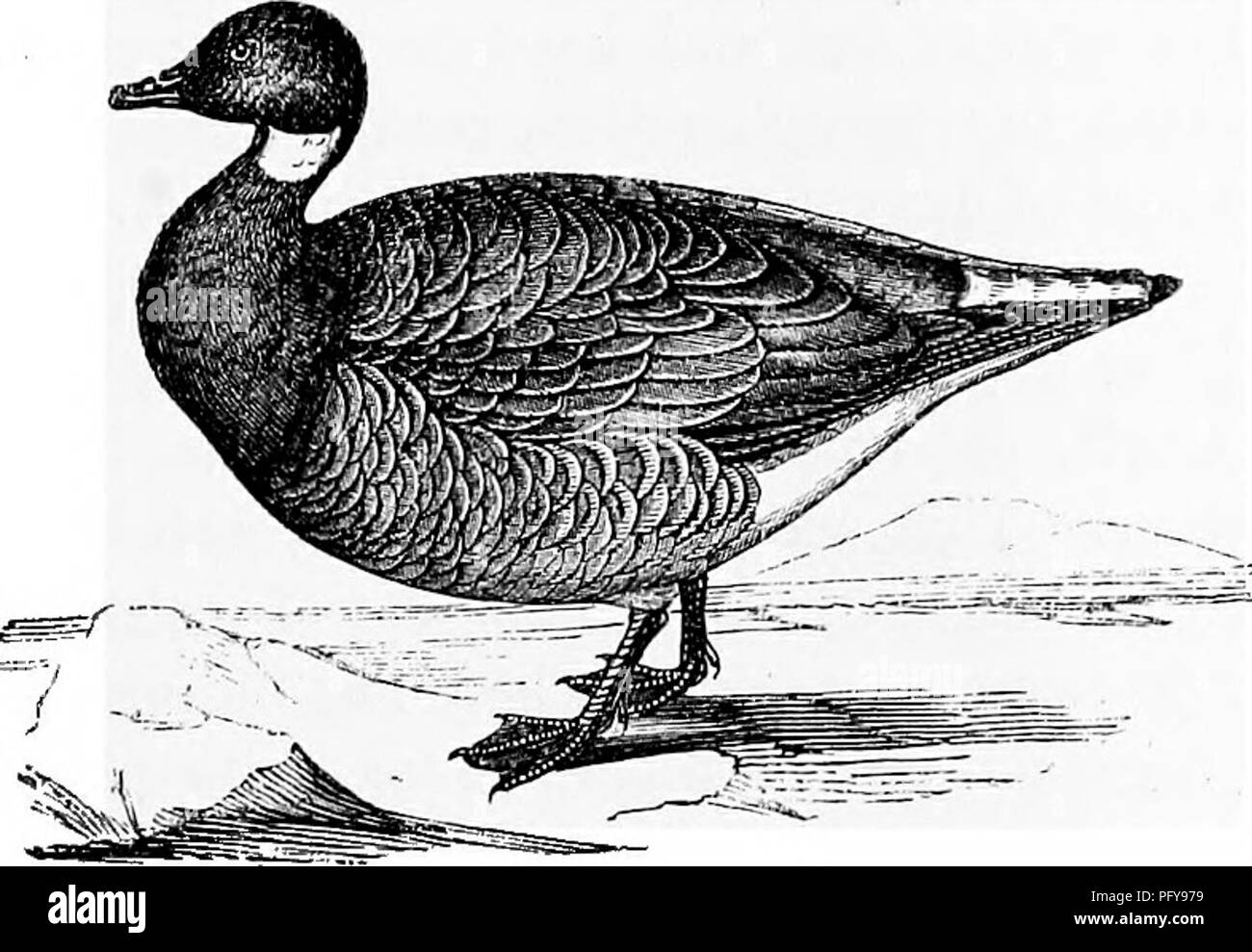 Origin of reptiles hi-res stock photography and images - Alamy