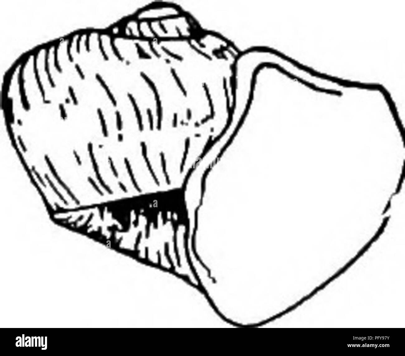 Torquis hi-res stock photography and images - Alamy