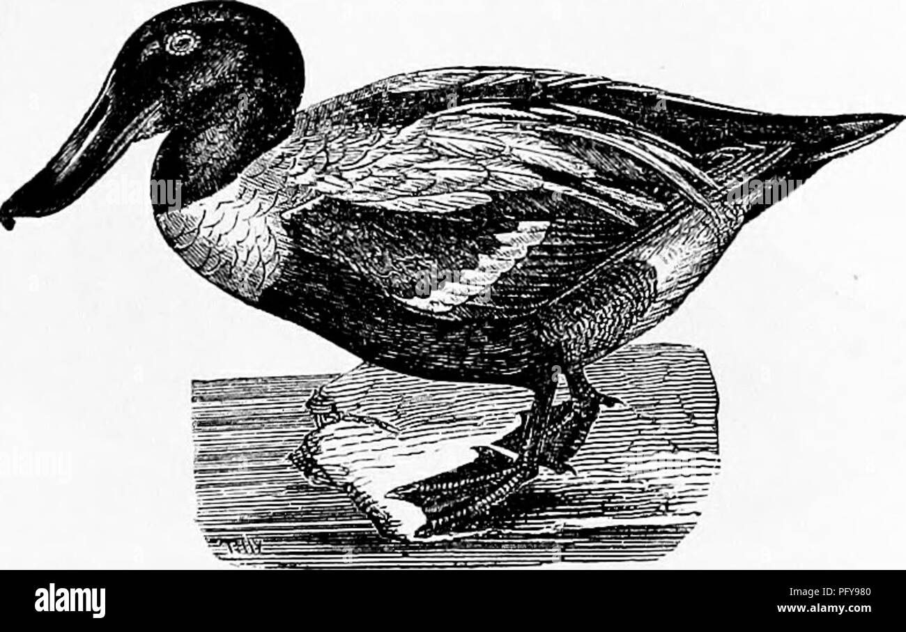 Blue bird variegated Black and White Stock Photos & Images - Alamy