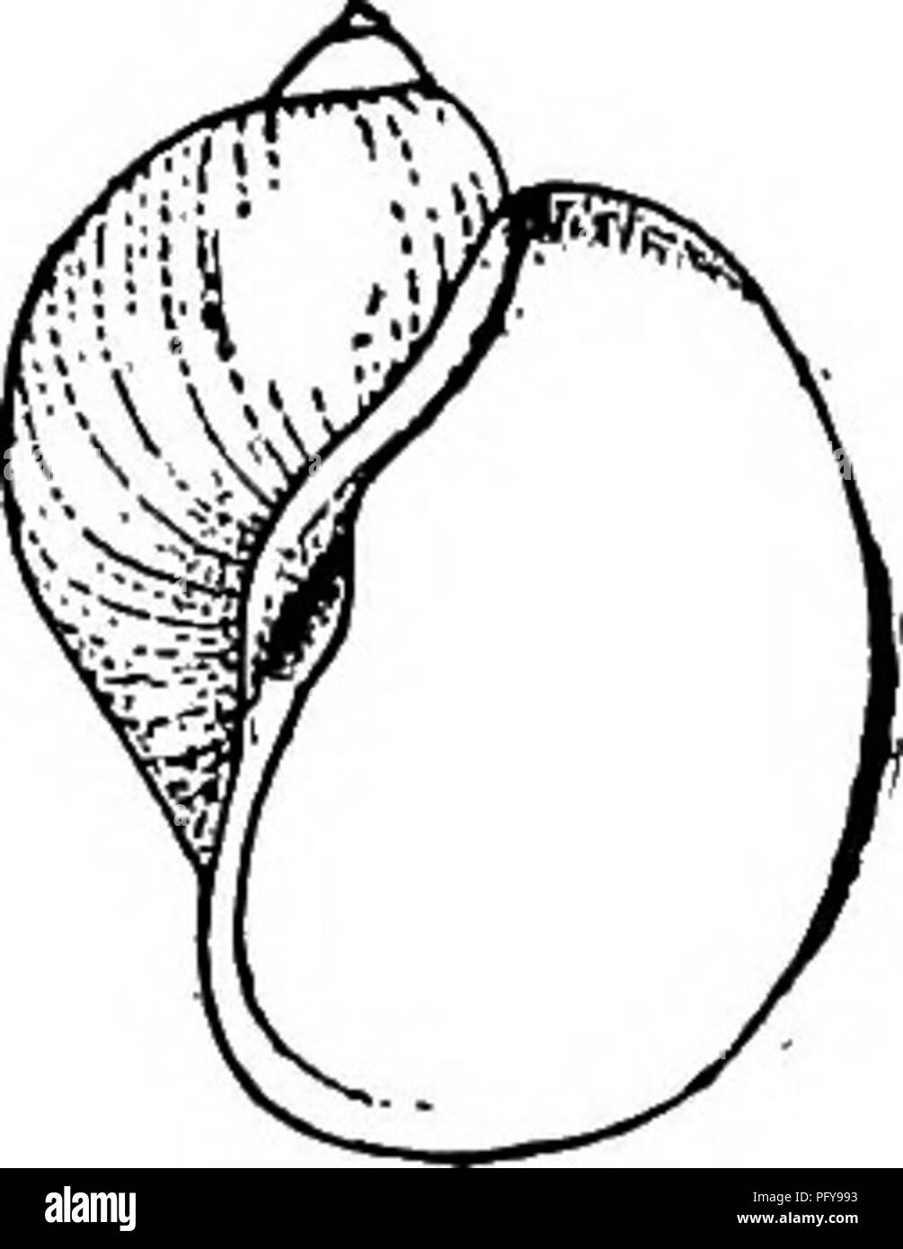 This work on freshwater biology examines various species, with a focus ...