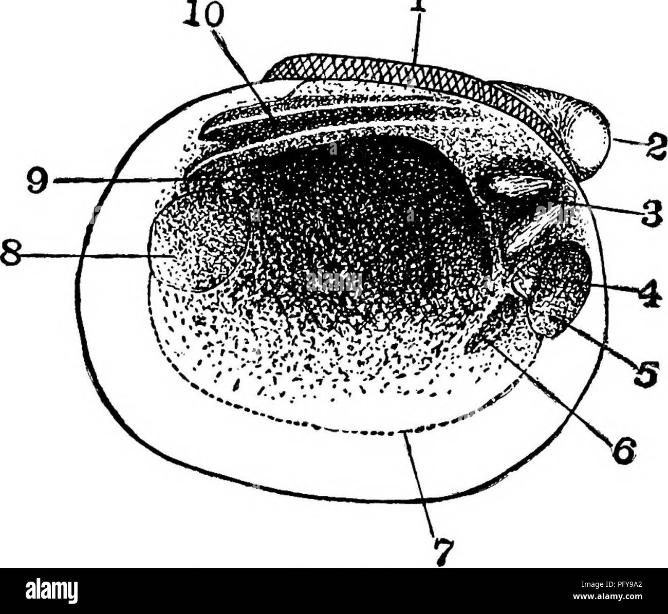 This section focuses on the classification of freshwater mollusks in ...