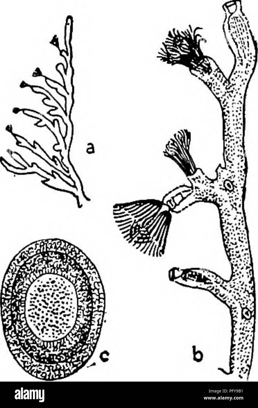 Spongiosa hi-res stock photography and images - Alamy