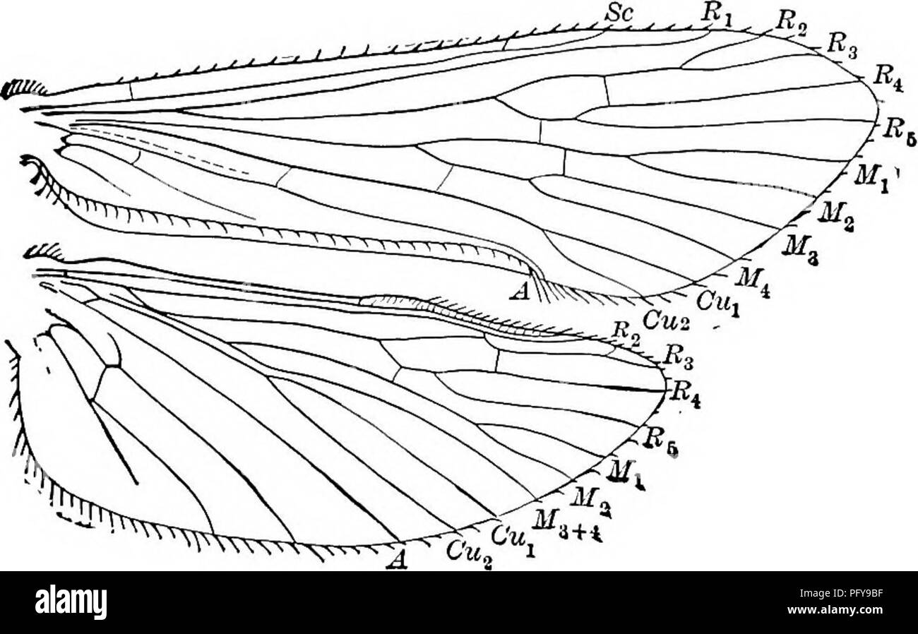 Phryganeidae hi-res stock photography and images - Alamy