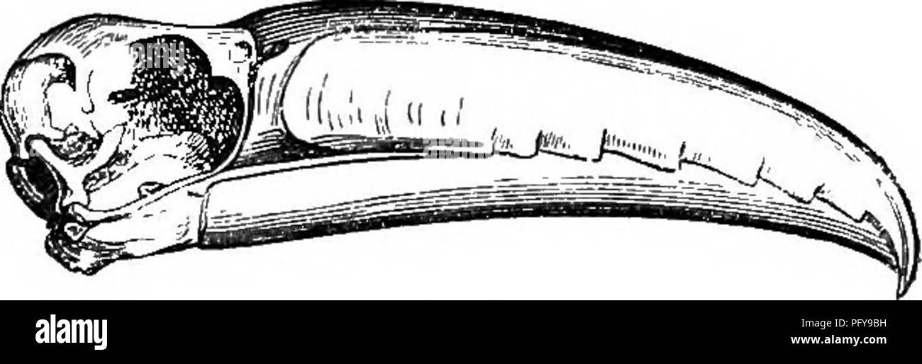 This work provides an overview of reptiles and birds, detailing their ...
