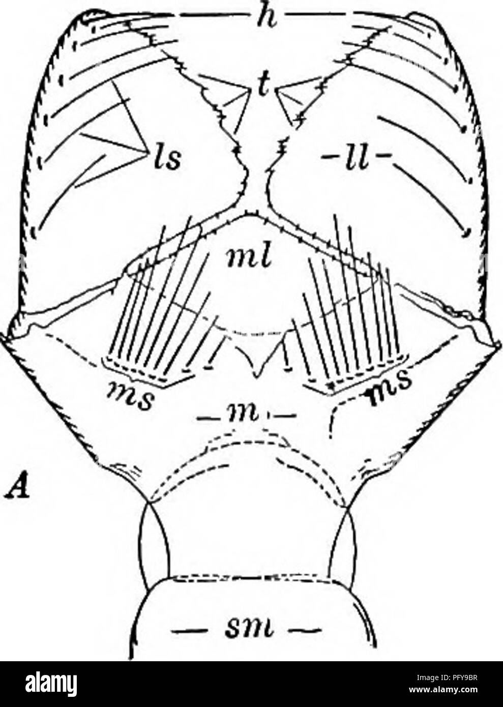 Anomalagrion hi-res stock photography and images - Alamy