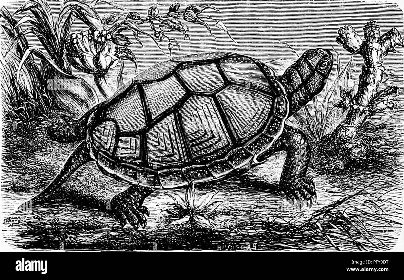 Chelonians hi-res stock photography and images - Alamy