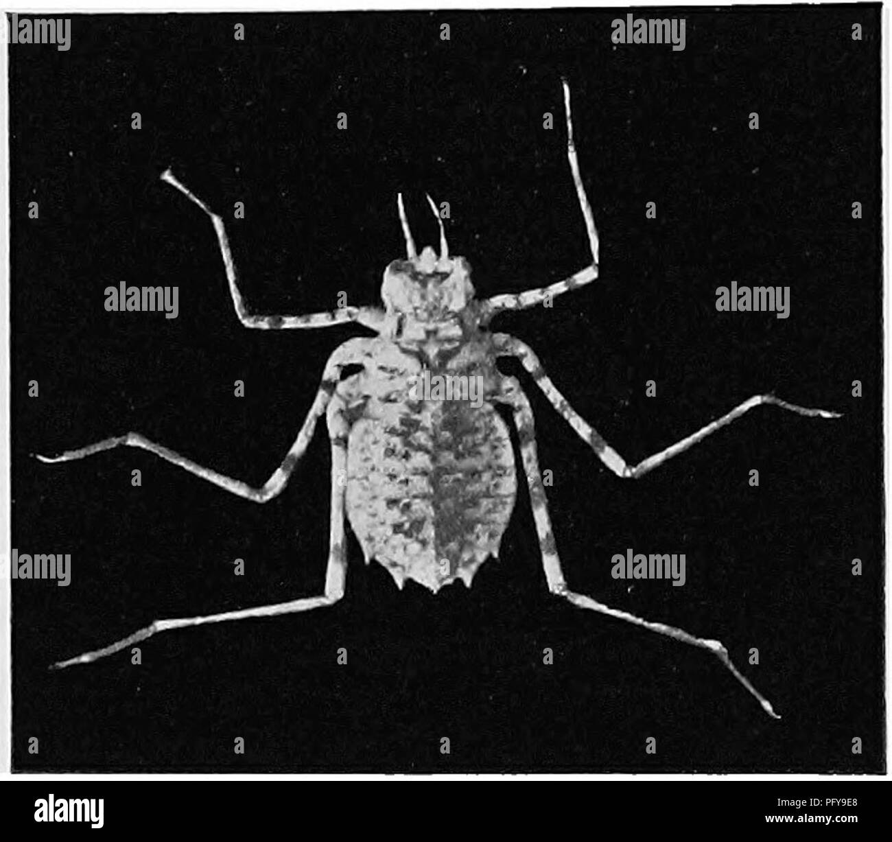 Dragonfly hunting Black and White Stock Photos & Images - Alamy