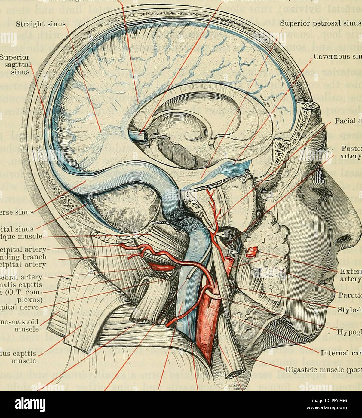 Inferior basal vein hi-res stock photography and images - Alamy