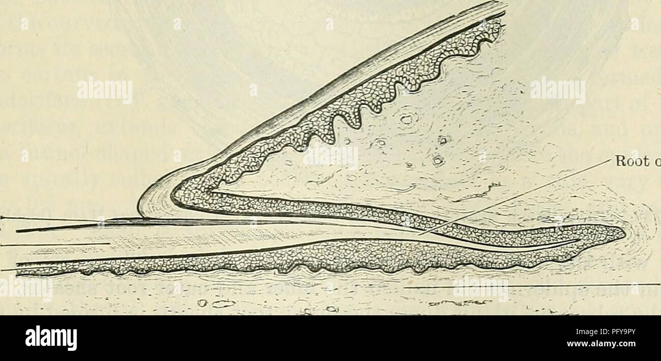 This anatomical illustration shows a transverse section of a human nail ...