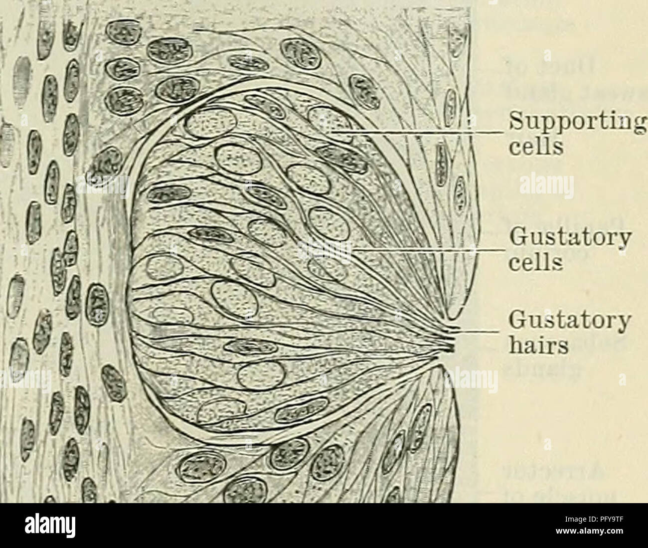 Cunningham's Textbook of Anatomy presents detailed anatomical studies ...