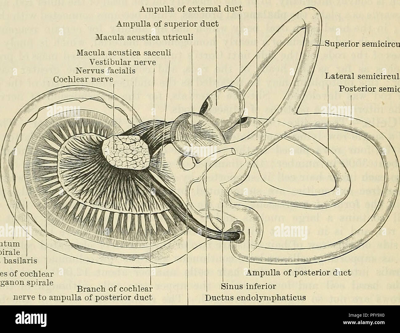 Vestibular anatomy including brain hi-res stock photography and images ...