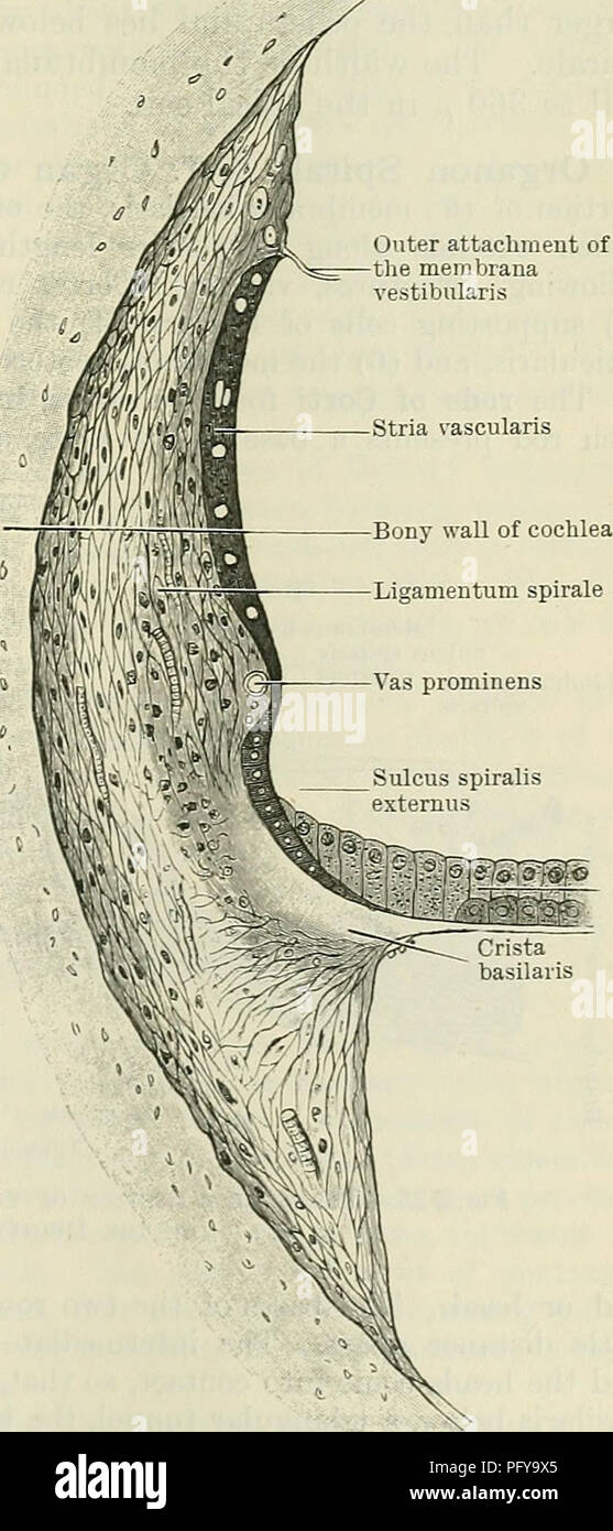 Helicotrema hi-res stock photography and images - Alamy