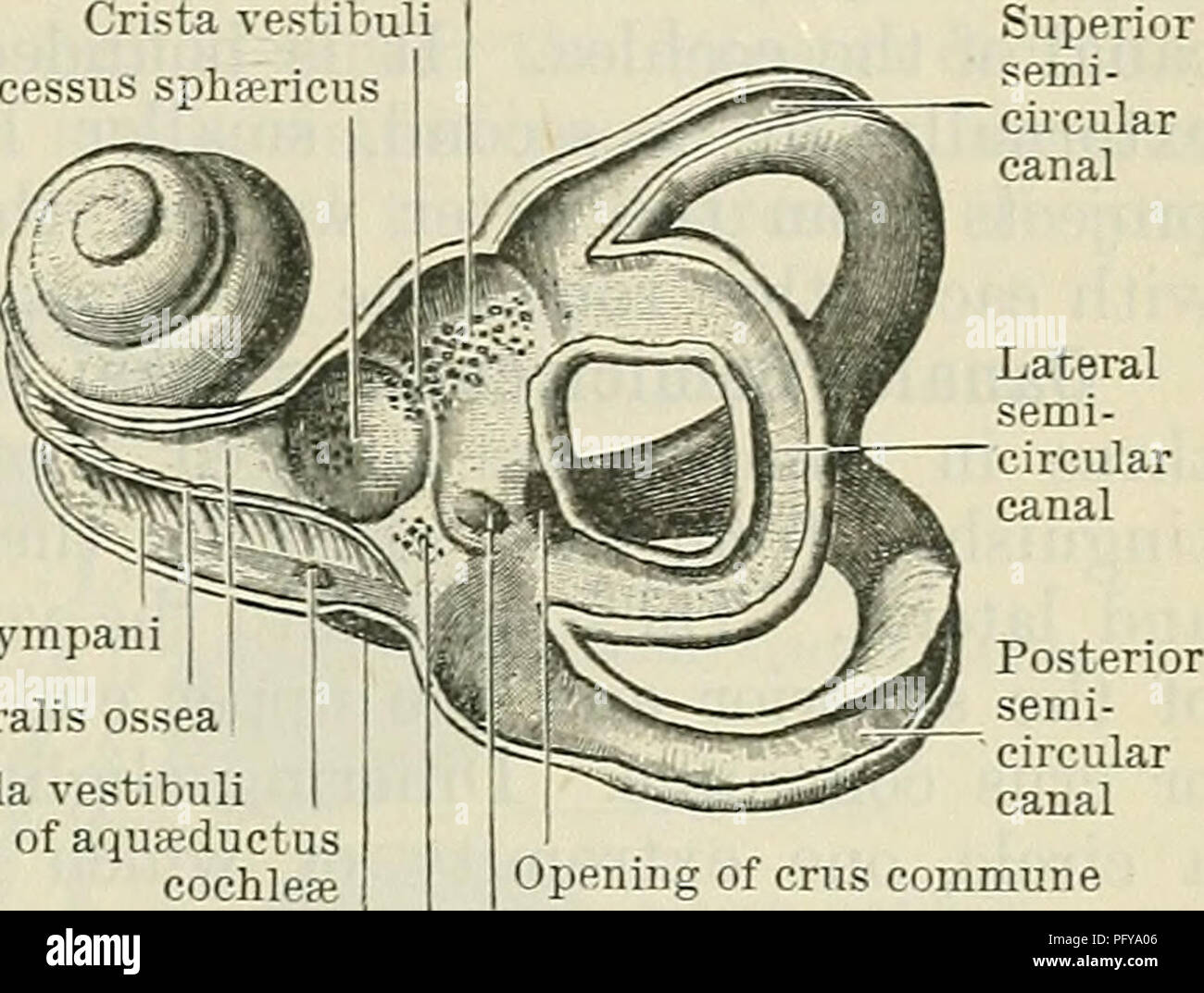 This anatomy textbook by Cunningham covers the bony labyrinth of the ...