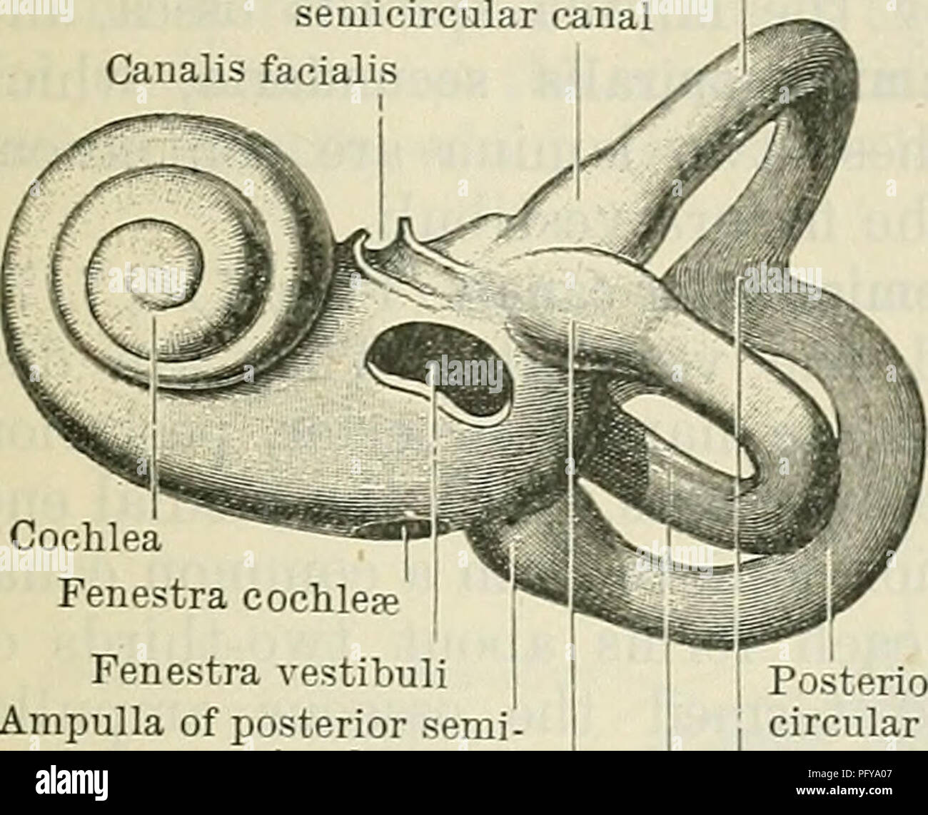 This anatomical diagram illustrates the osseous labyrinth of the inner ...