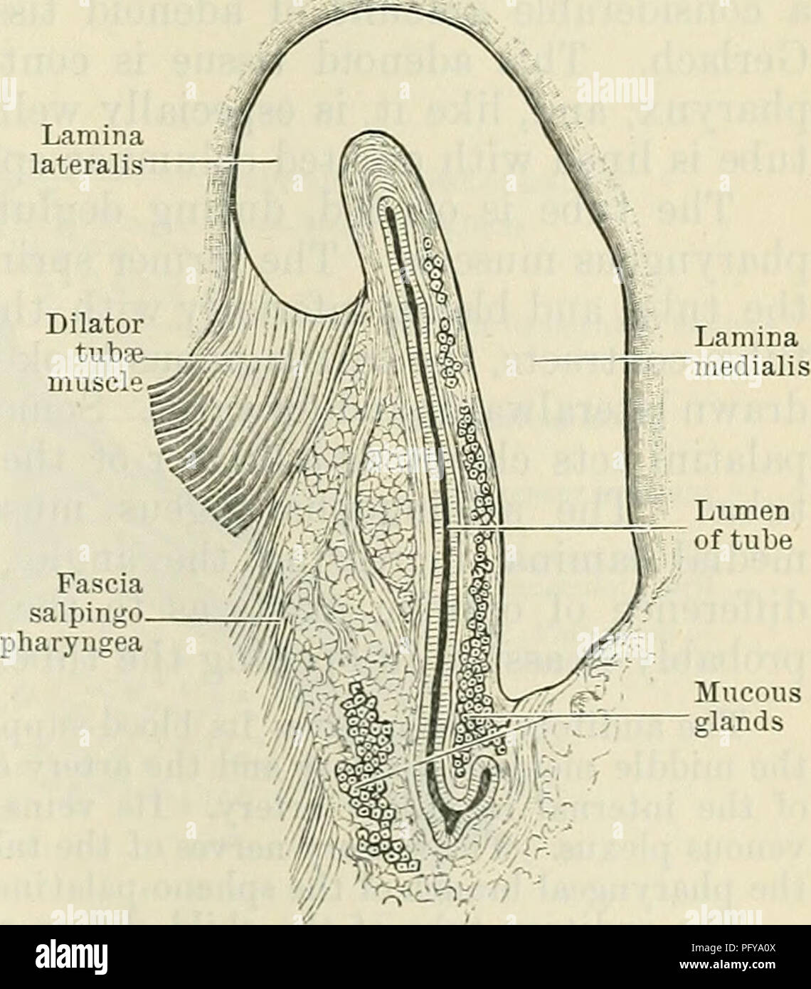 Cunningham's Textbook of Anatomy is a comprehensive reference on human ...