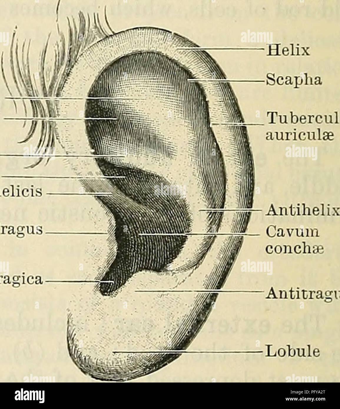 Ear Surface Anatomy Figure 1 From Anatomy Of An Earmold: A Formal