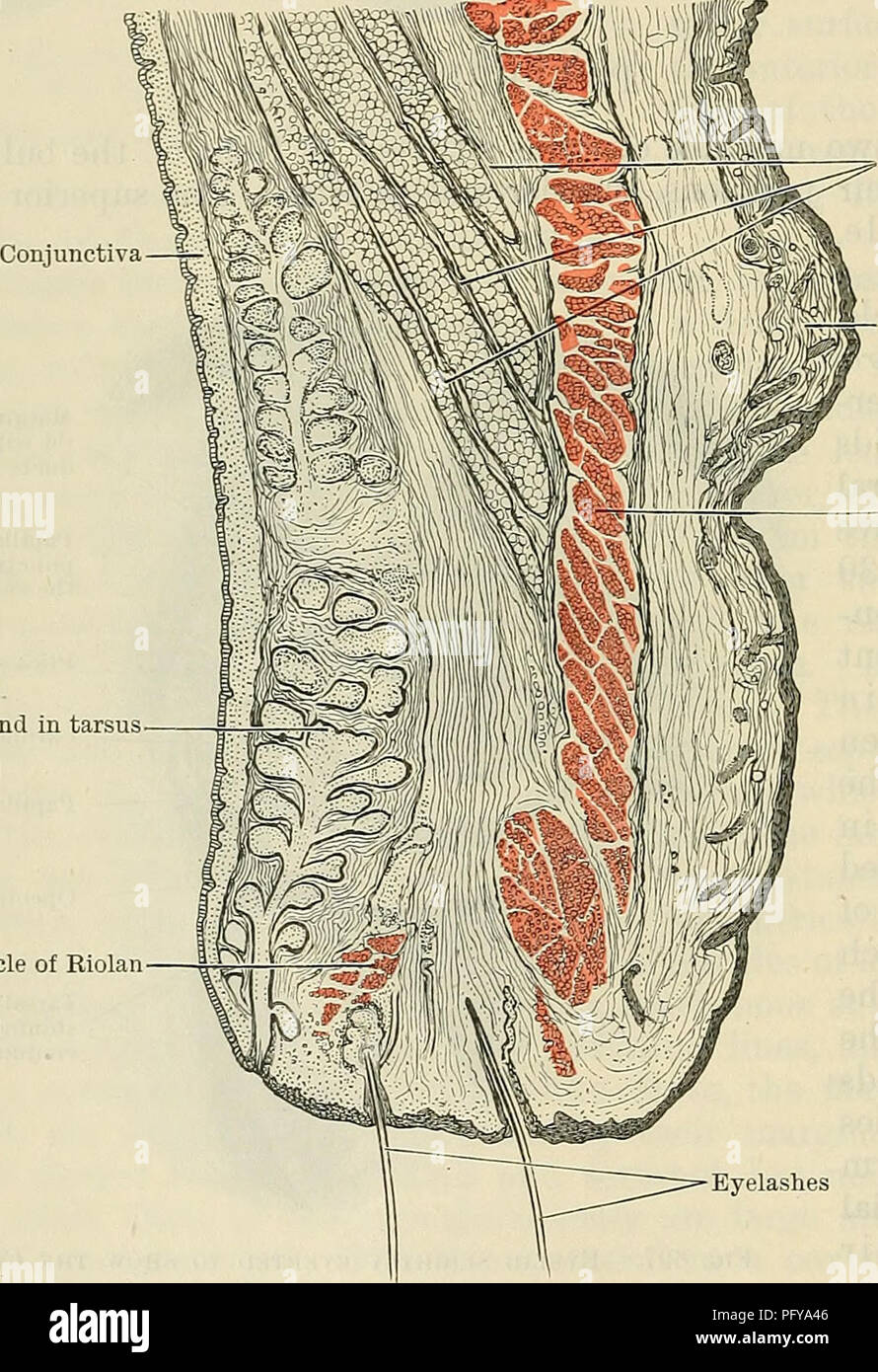 . Cunningham's Text-book of anatomy. Anatomy. 822 THE OKGANS OF SENSE ...