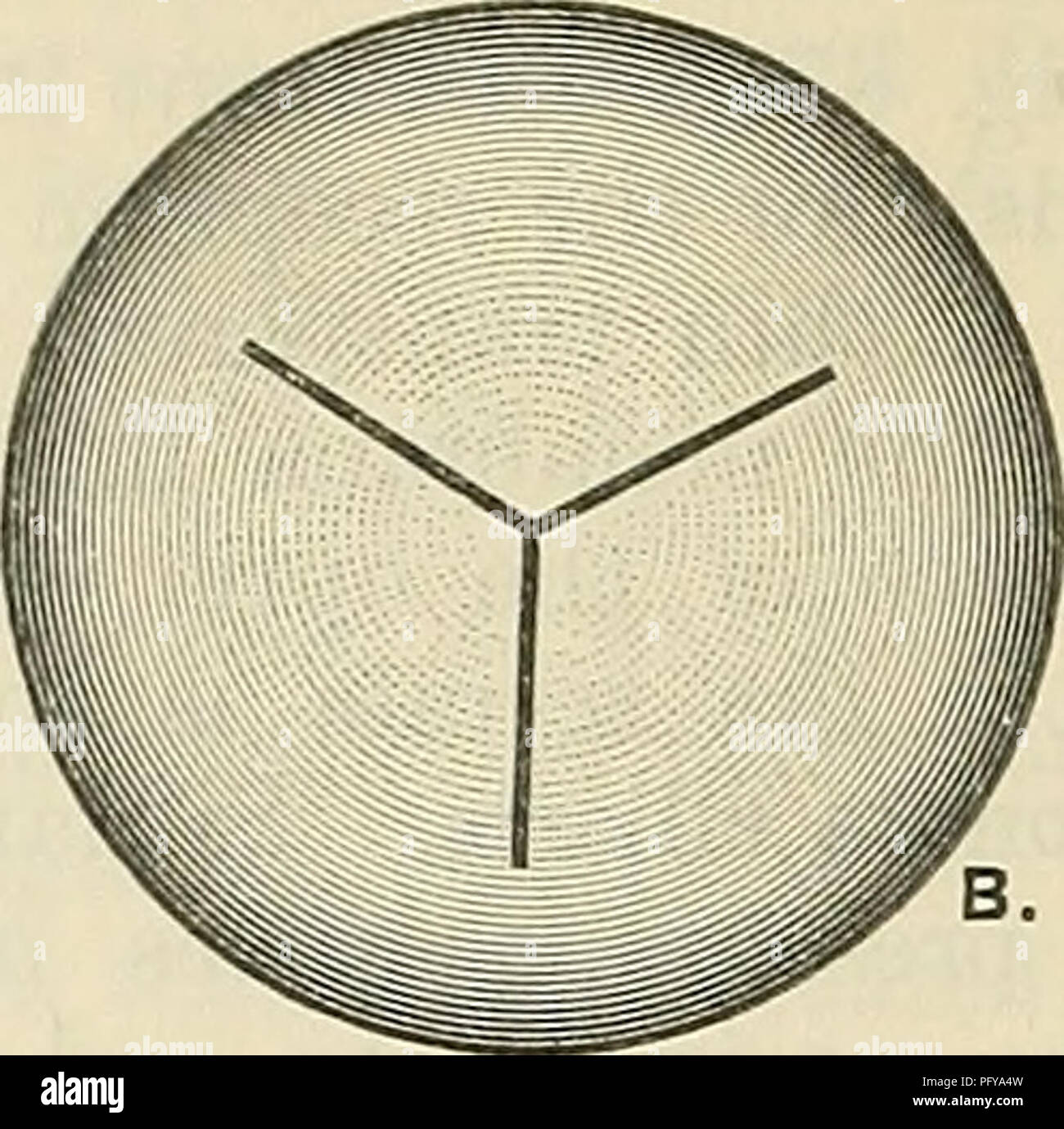 . Cunningham's Text-book of anatomy. Anatomy. Fig. 695.—Diagrammatic ...